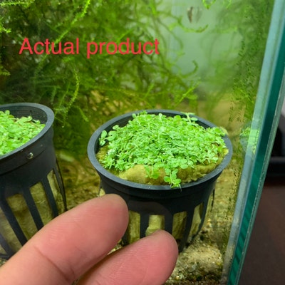 Dwarf Baby Tears Pot hemianthus Callitrichoides BUY3GET1FREE - Etsy