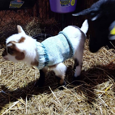 Knitted Goat Sweater for Newborn Nigerian Dwarf Goat - Etsy