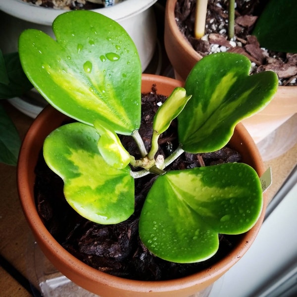 Hoya Kerrii 'picta' the Variegated Sweetheart Hoya, Rooted Plant - Etsy