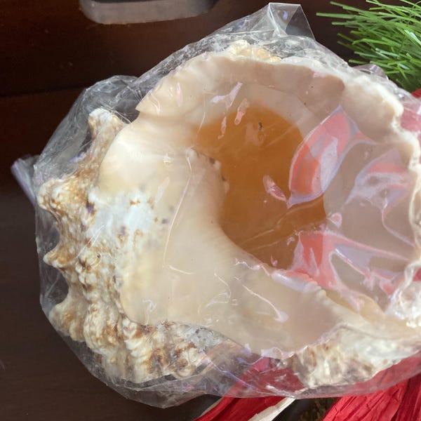 Whelk Sea SHELL Nautical Beach Decor NIGHTLIGHT LAMP - Etsy