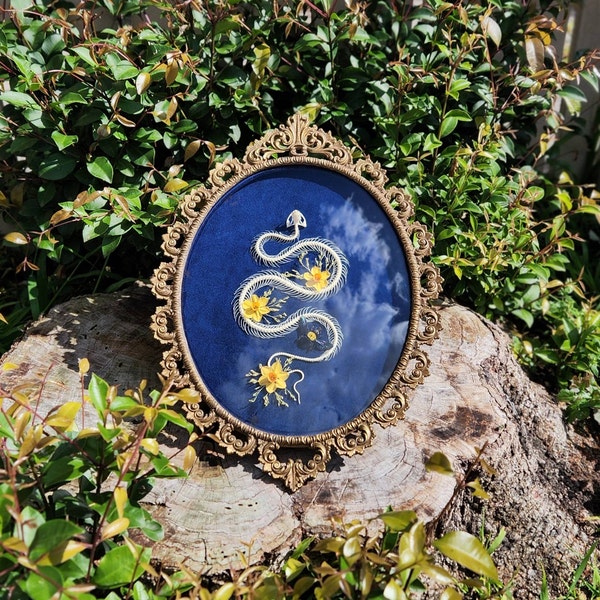 The GIANT Centipede scolopendra Subspinipes Framed & Mounted Arachnid ...