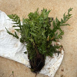 Autumn Fern 10 Plants Bare Root - Etsy