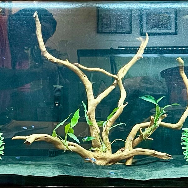 Spider Wood Aquarium Driftwood for Aquarium, Terrarium, Vivarium, and ...