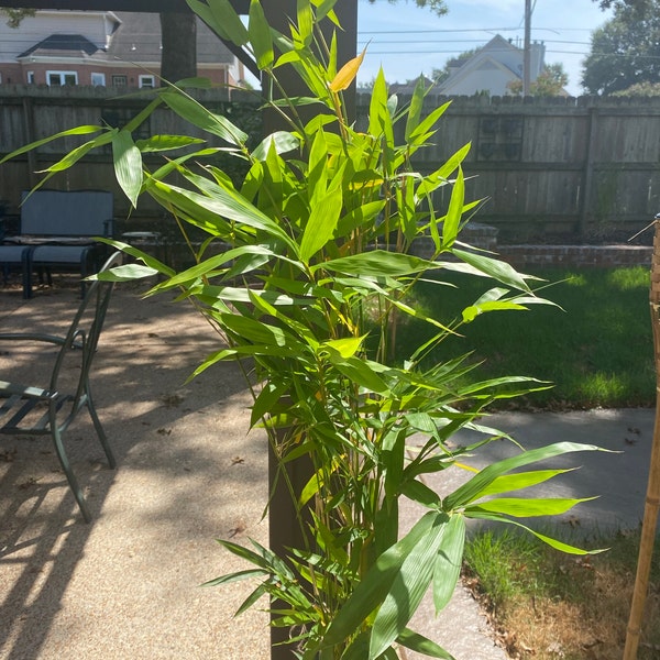 Bambusa “lady Finger” Clumping, Non-invasive Bamboo Plant – Large 1 ...