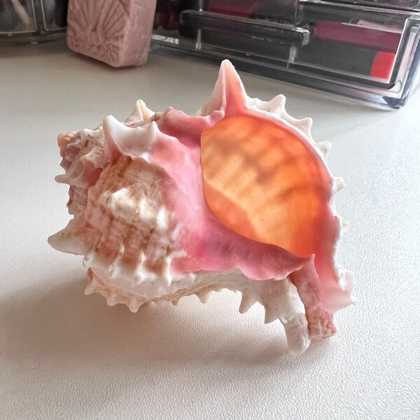 Pink Murex Sea Shell 3-4", Pink Mouth Murex Shell, Beach Decor ...