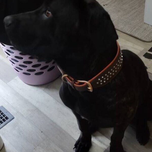 Personalized Lavender Corduroy Harness Collar Leash Bow Tie Bag Set ...