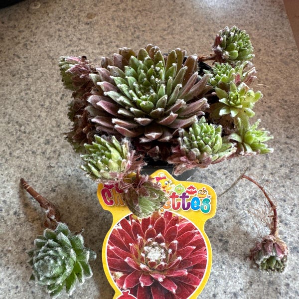 Ajuga Feathered Friends fierce Falcon Plant in 3 1/2 Pot Perennial ...