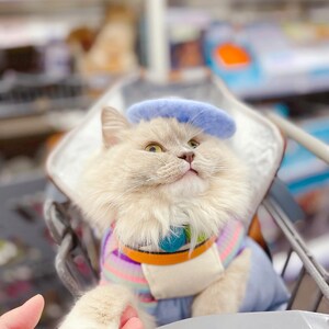 Marine Captain Mini Hat Cat Captain Hat Original Design - Etsy