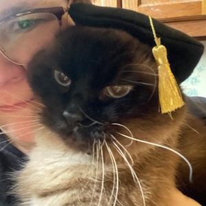 Marine Captain Mini Hat Cat Captain Hat Original Design Pet Costume Pet ...