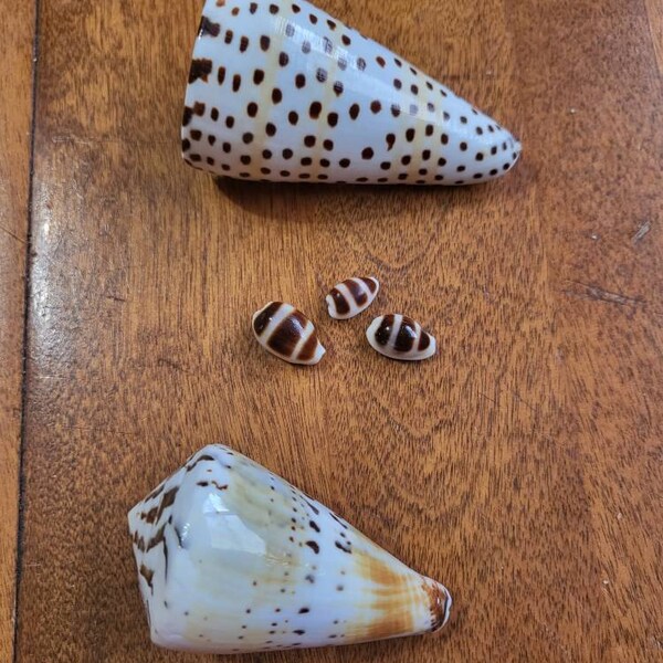 Japanese Turban Shell Lid / Sea Shells / 100% Natural & Genuine / for ...