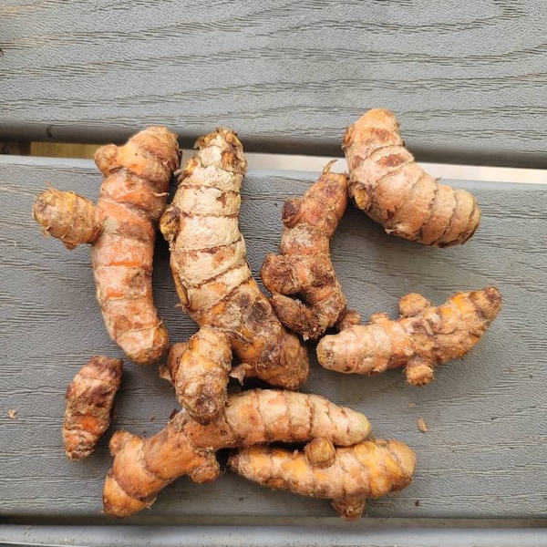 Fresh Wild Turmeric From Fiji 1/2 LB - Etsy