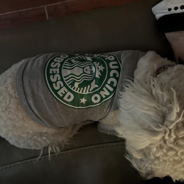 Personalized Dog Shirt Dog T-shirt Custom Dog Clothes Small Dog Grey ...