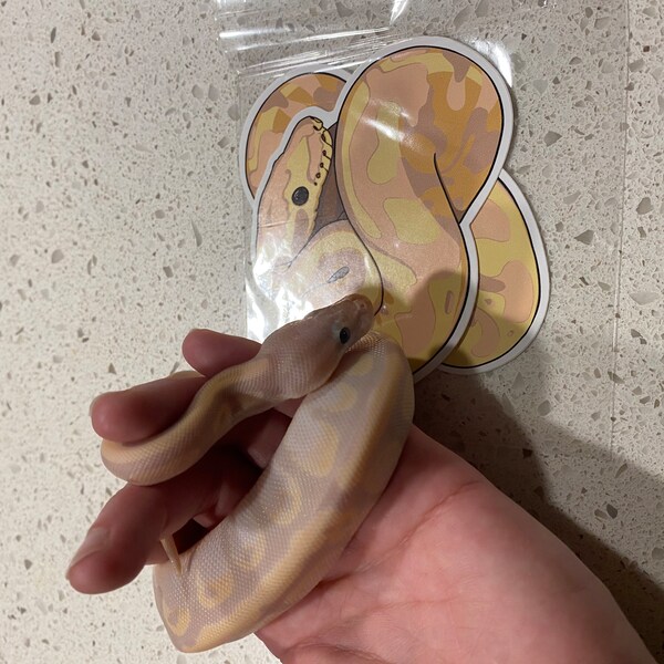 Banana Ball Python Stickers - Etsy