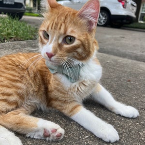 Custom Cat Collar Bell Bow in Blue Corduroypersonalized - Etsy