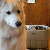 Cute Little Dog Fed Sign - Dog Feeding Tracker - Did You Feed the ...