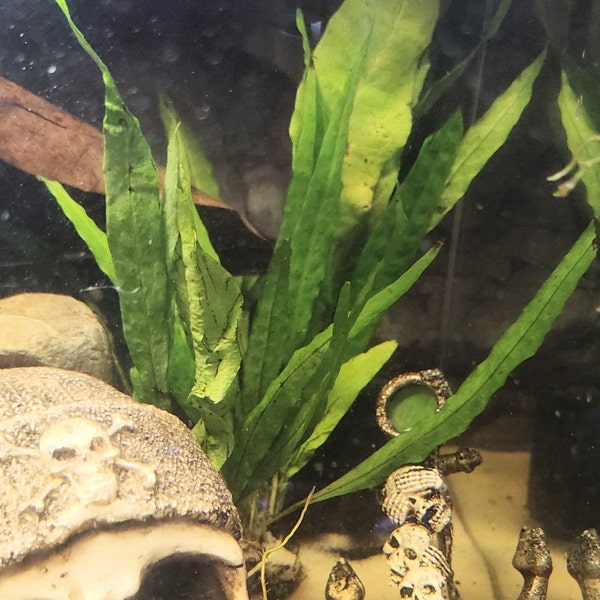 Java Fern Narrow-leaf (microsorum Pteropus 'narrow') - BUY3GET1FREE ...
