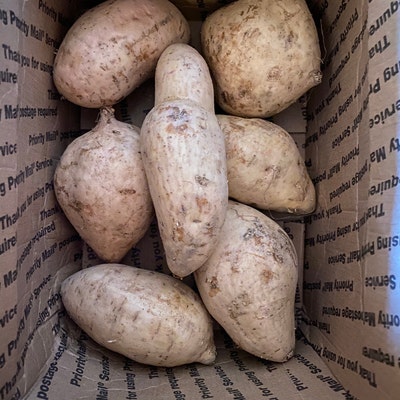 Malanga Coco Yam, Malanga Coco Root, Yautia, Cocoyam, Tannia, Eddo 4 ...