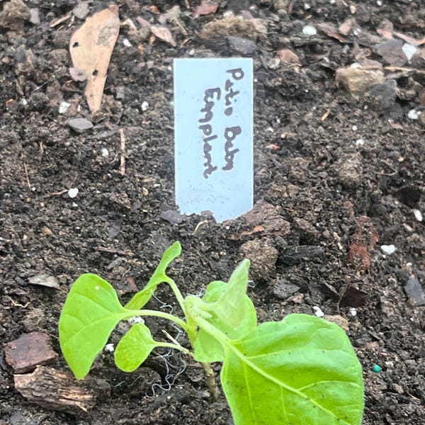 Manjula Pothos (epipremnum Aureum 'manjula') | 4inch Pot - Etsy