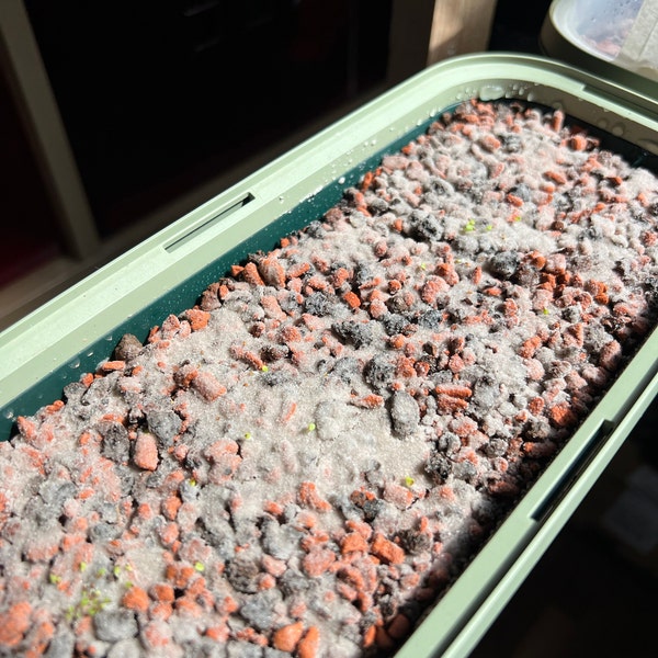 10 X Lithops Aucampiae 'rudesheim Ruby 10 X Succulent Seeds Rarely ...