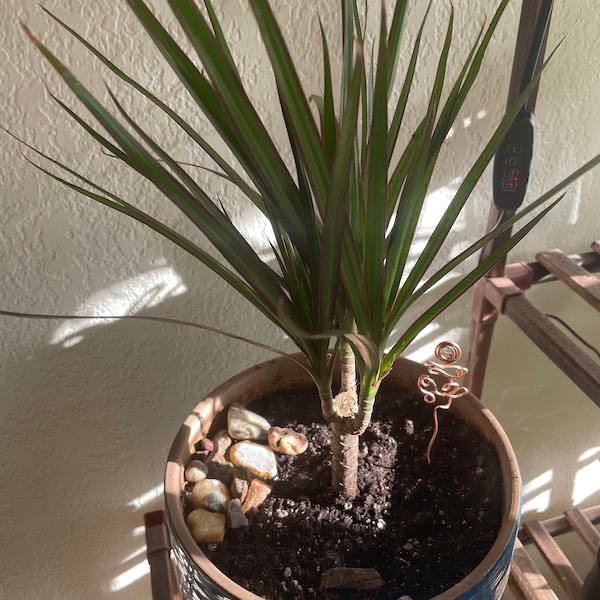 Dragon Tree Plant With Pot: Easy Beginner Indoor Plant - Etsy