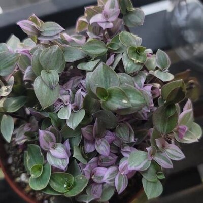 Variegated Baby Sun Rose Ice Plant Pink Succulent Rare - Etsy