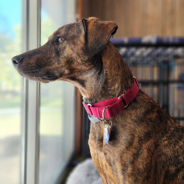 NEVERMORE COLLAGE Edgar Allen Poe Michael Miller Fabric Raven, Skull ...