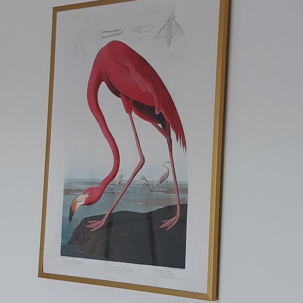 Flamingo Print, Antique Bird Painting, Pink Flamingo, Farmhouse Decor ...