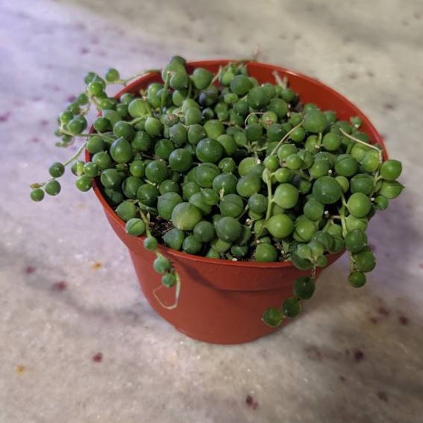 String of Pearlss, Hanging Plant, Live Succulent - Etsy