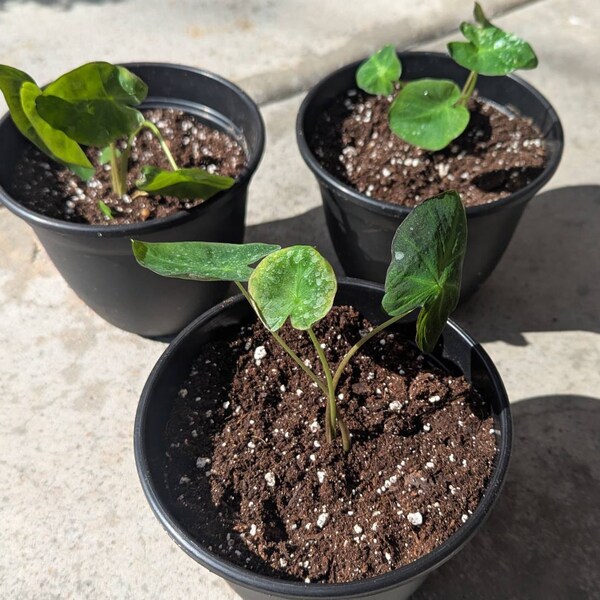 Calathea “never Never” Plant **ALL Starter Plants Require You to ...