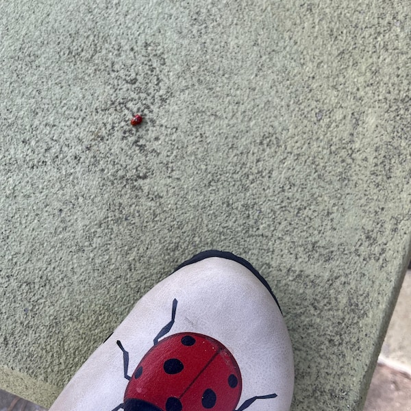 LADYBUG Themed Professional Womens Clogs, Comfortable Nurse & Doctor ...