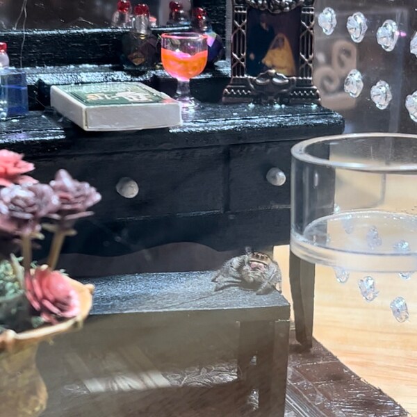 Made-to-order 4x7.25 Gothic/victorian Room Jumping Spider Enclosure ...