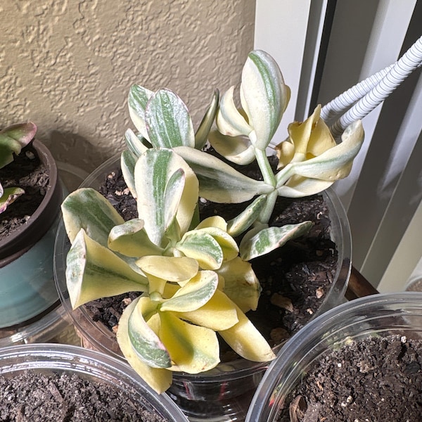 Variegated Jade 4" - Etsy