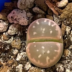 Live Limited Rare Lithops Olivacea C109 / Lithops Olivacea / Exotic ...