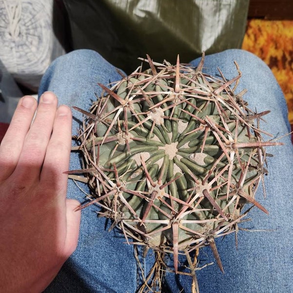 Double Fringe 15x15 Axis Print Cowhide Purse - Etsy