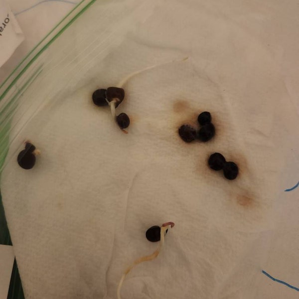 30 Seeds Black Magic Hybrid Tea Rose Seeds perennial authentic Seeds ...