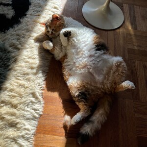 Custom Cat Toy Bundle - Etsy