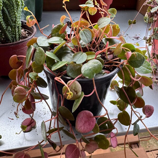 Peperomia Ruby Cascade - Etsy