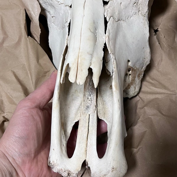 Real Horse Skeleton Named Terry. Complete. 25 Years Old, Huge Male ...