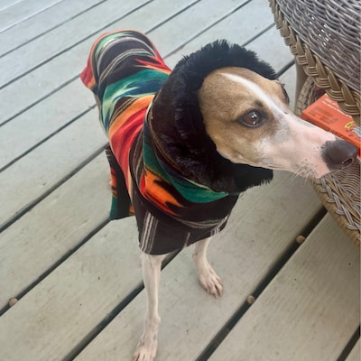 Italian Greyhound Coat Italian Greyhound Clothing Plaid - Etsy