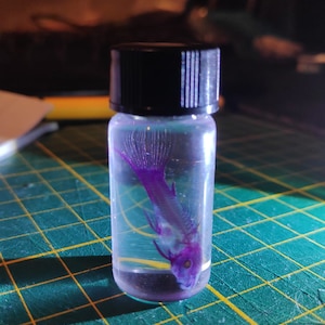 Diaphonized Pleco FISH and Non-diaphonized ANCISTRUS, Wet Specimen ...