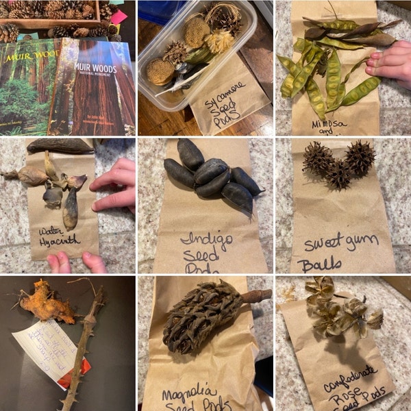 Lg Forest Findings Collection, Dried Botanicals, Forest Decor ...