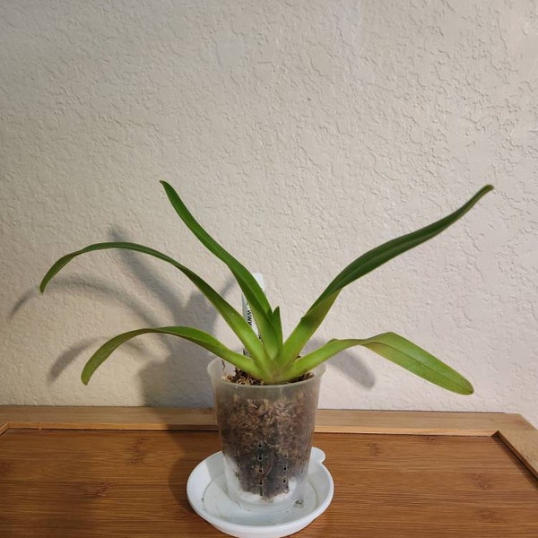 Husky Plant , Ruby Velvet Red Phalaenopsis Formosa Ruby 'brilliant' - Etsy