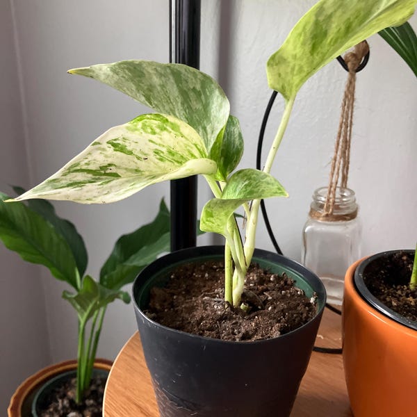 Pothos Marble “snow” Queen Starter Plant **(ALL Plants Require You to ...