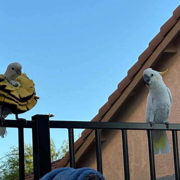 Vest E-collar Jacket for African Grey Parrots That Pluck & Pick ...