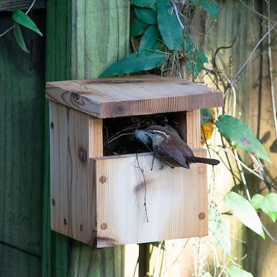Cedar Carolina Wren Nesting Box / Birdhouse - Etsy