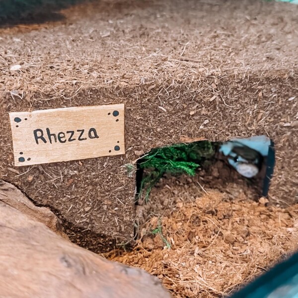 Reptile Hide Gothic Skull Lizard Enclosure Enrichment Terrarium ...