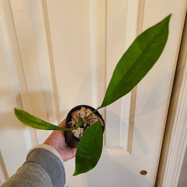 PHILODENDRON SUBINCISUM Huge CUTTING Aka Wilson Wilsonii Ee Not ...