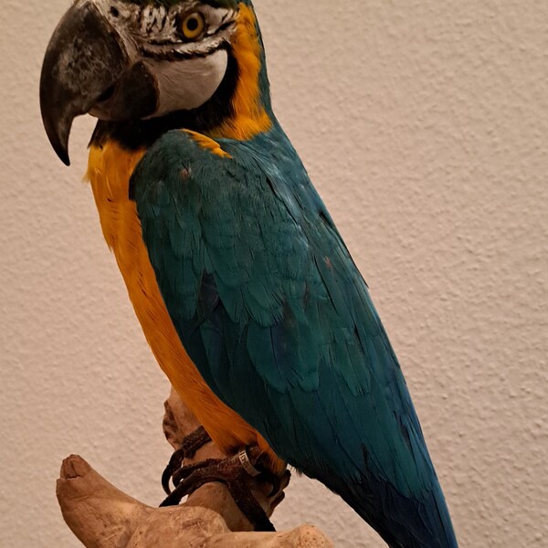 Taxidermy Bird Stuffed Bird AFRICAN SULTAN CHICKEN Porphyrio ...