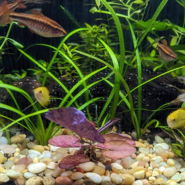 Dwarf Sag, Sagittaria Subulata, Live Aquarium/aquatic/foreground Plant ...