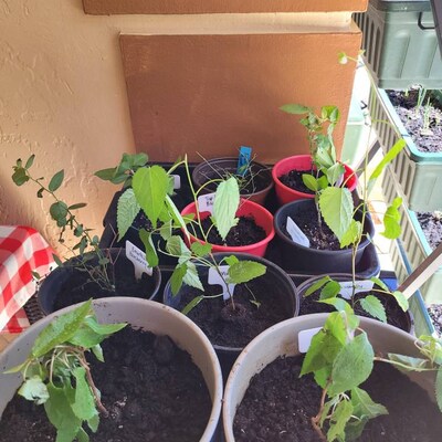 Prolific Kiwi Tree Hardy Kiwi Prolific Plant 4-6 Inches Starter Live ...